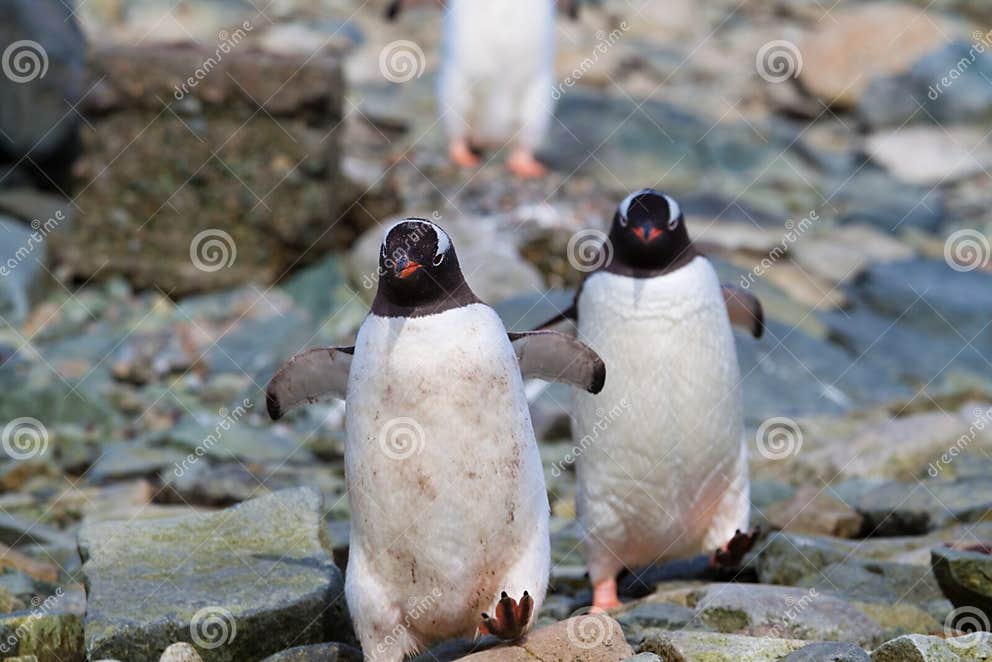 Penguin walk stock photo. Image of wildlife, running - 18090674