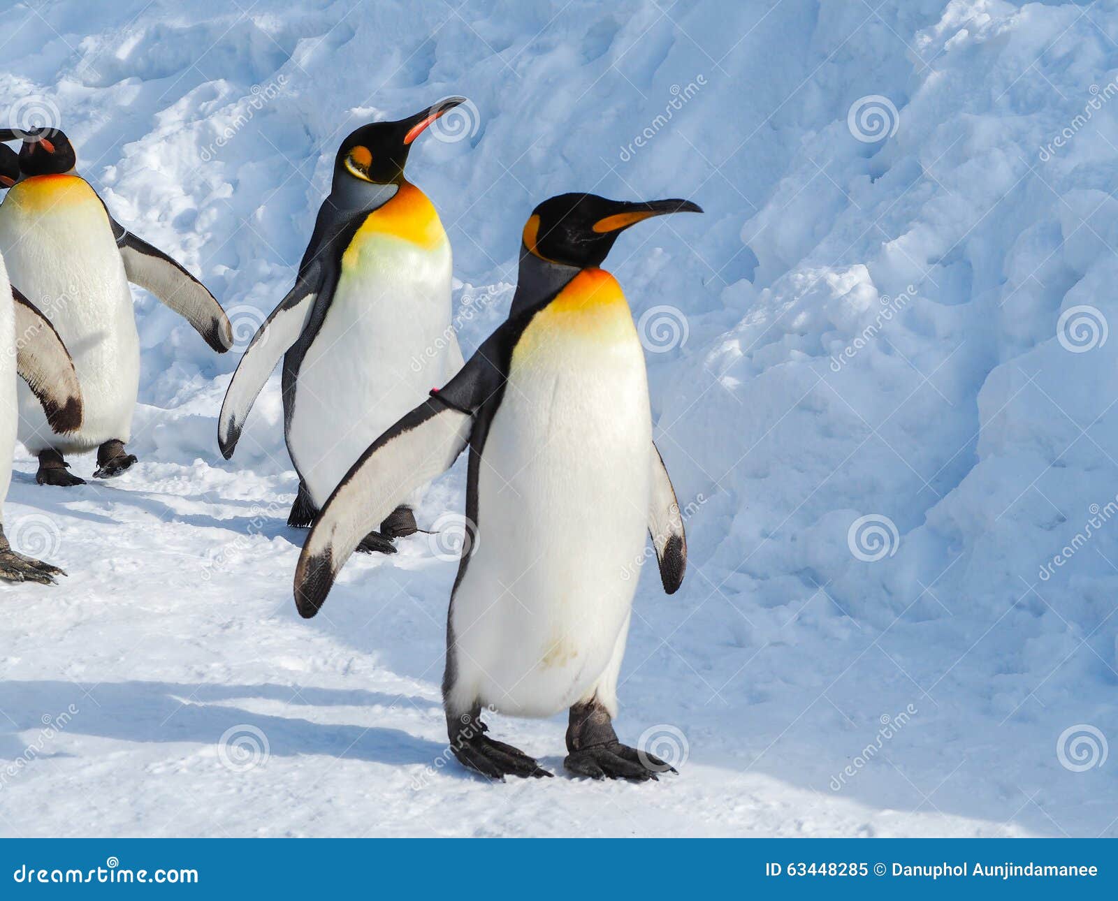 Penguin walk on snow stock image. Image of arctic, antarctica - 63448285