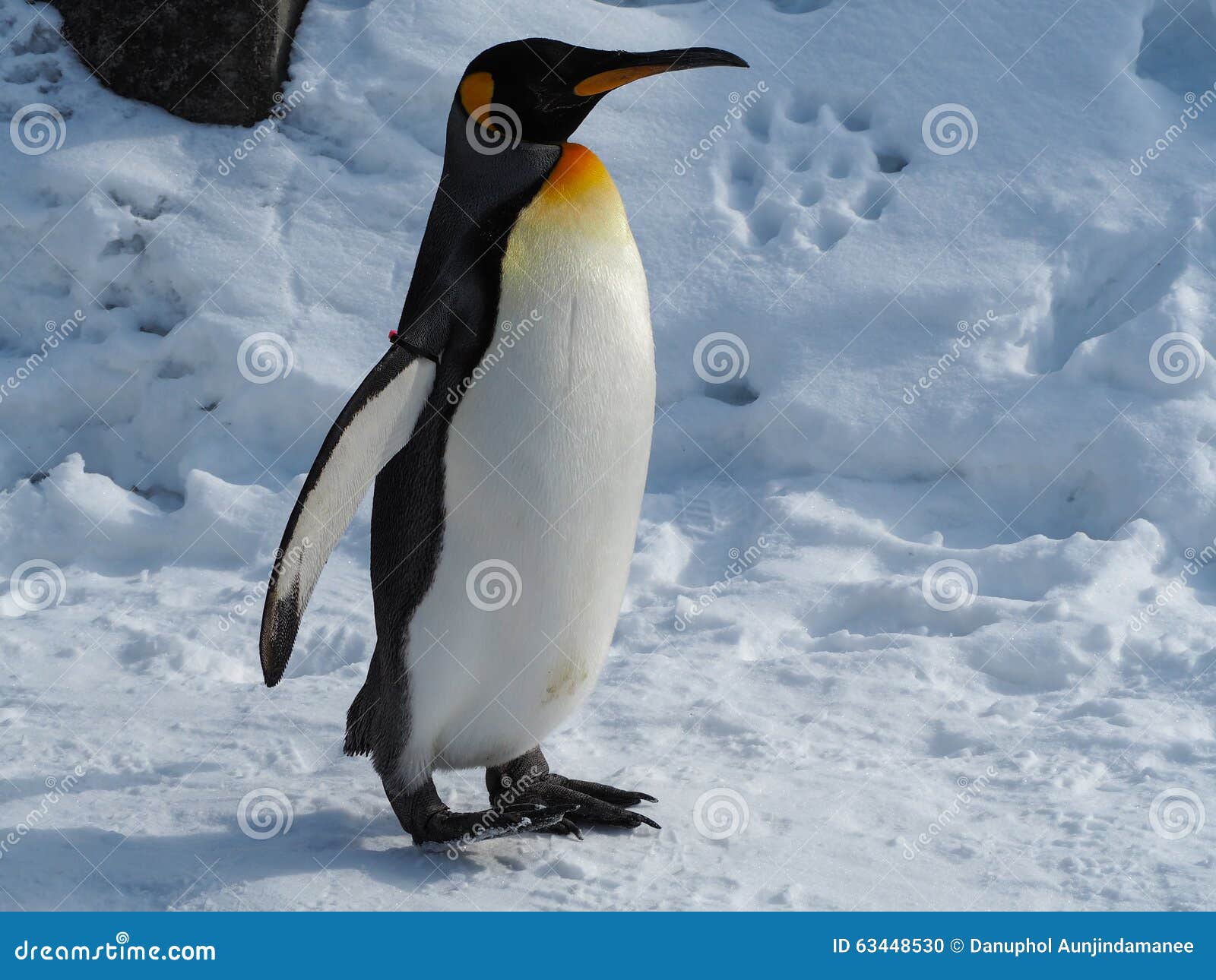 Penguin walk on snow stock photo. Image of snow, nature - 63448530