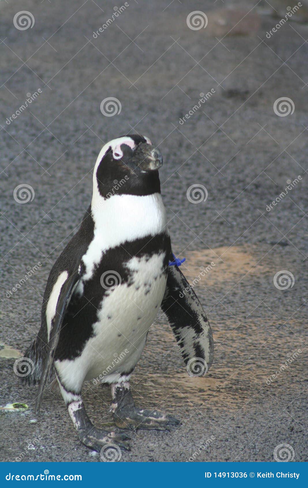 Penguin walking stock photo. Image of walk, wild, cute - 14913036
