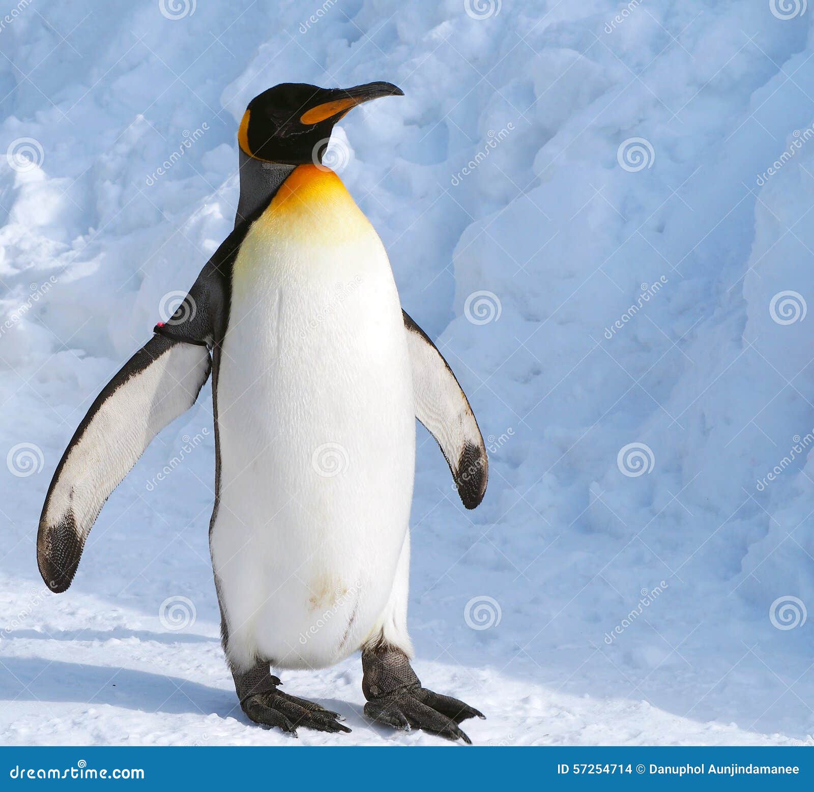 Penguin walking alone stock photo. Image of cold, walking - 57254714