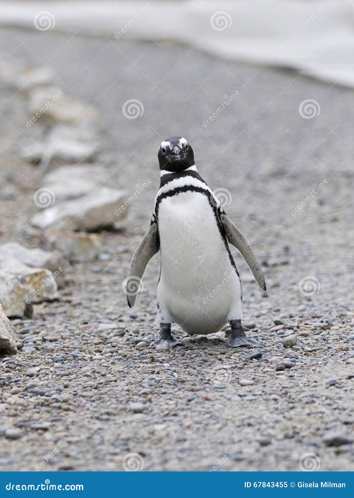 Penguin Walking stock image. Image of natural, magellanic - 67843455