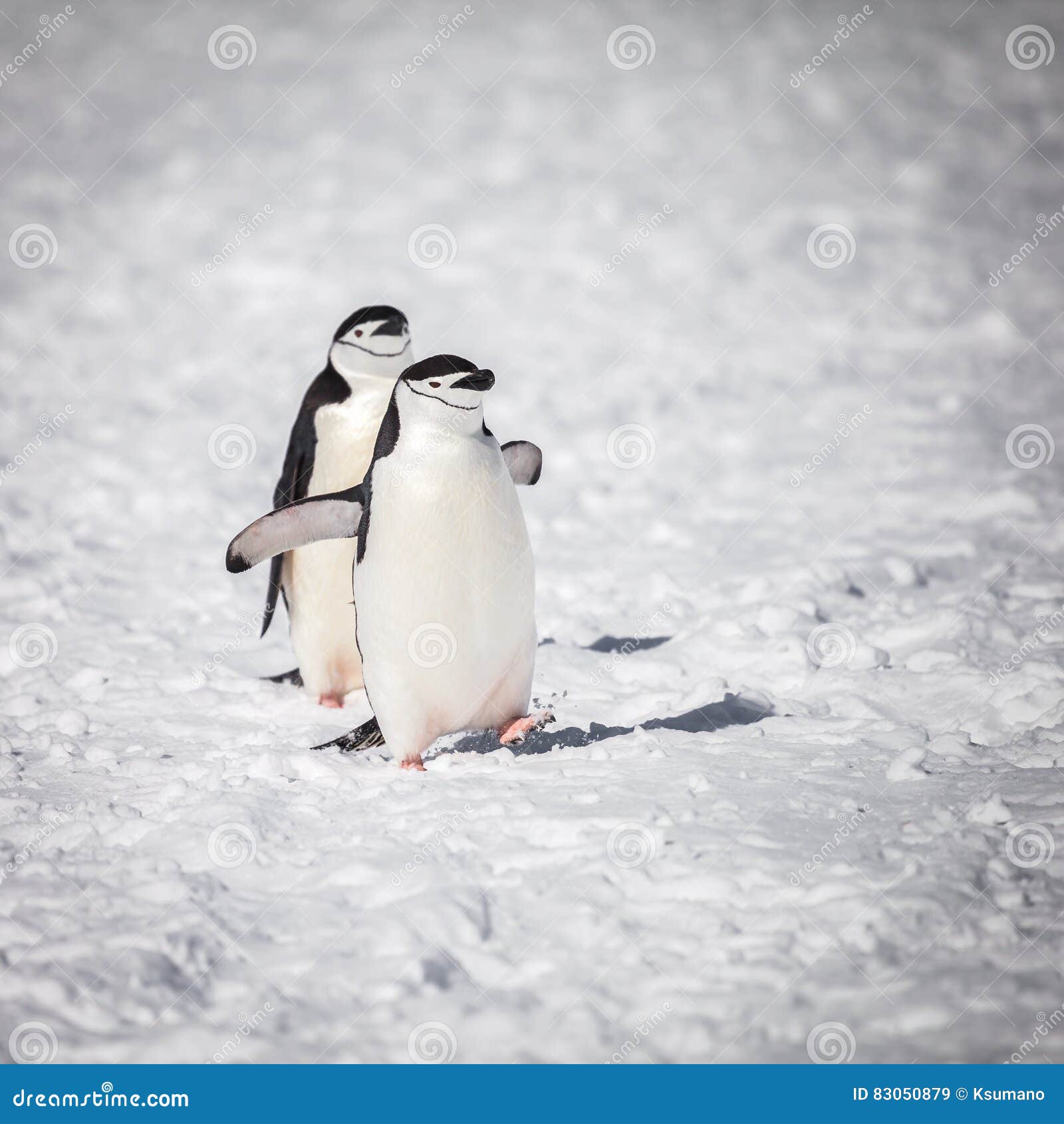 Penguin walking on snow stock image. Image of winter - 83050879