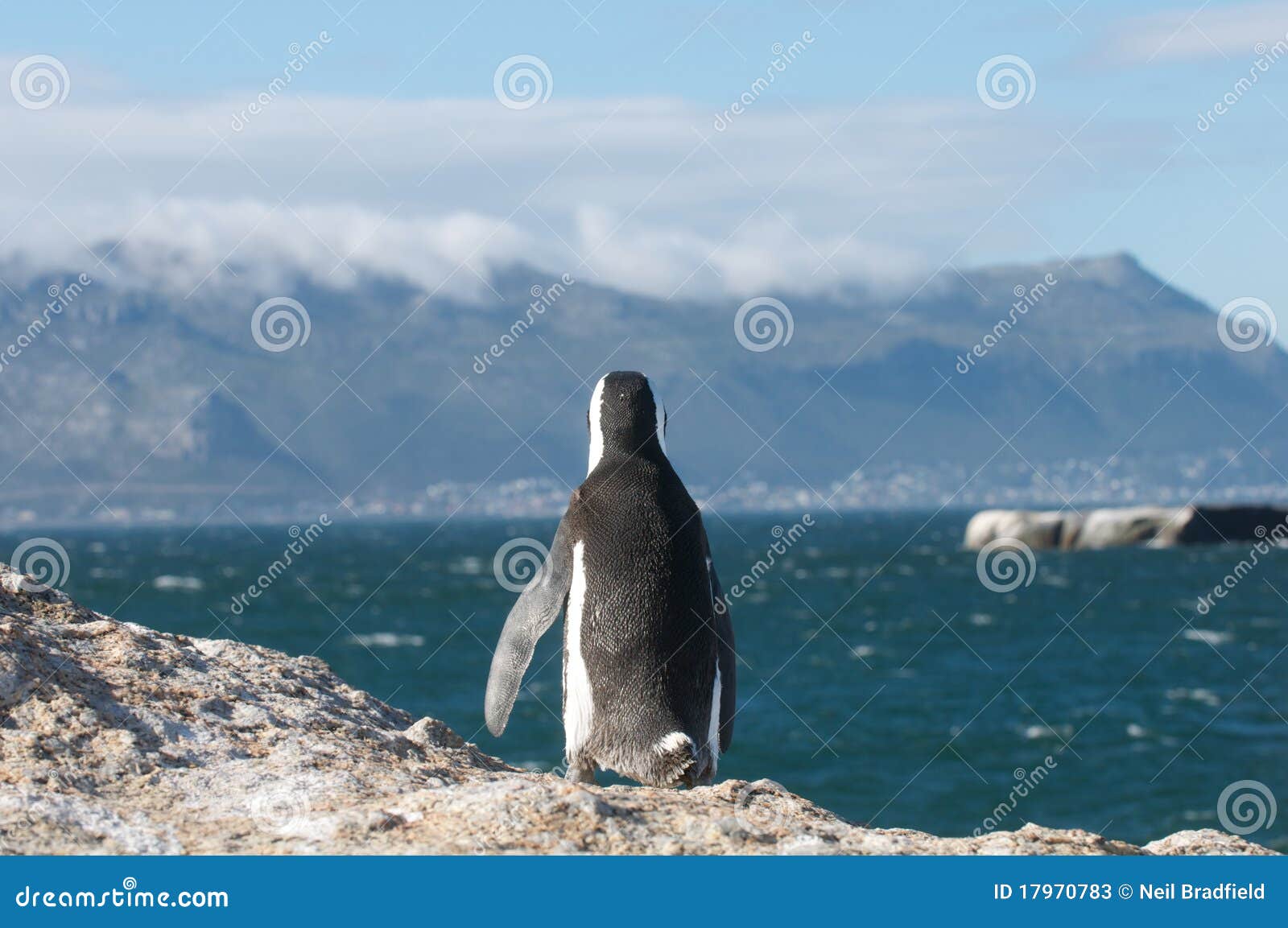 Penguin Watch stock image. Image of destinations, black - 17970783