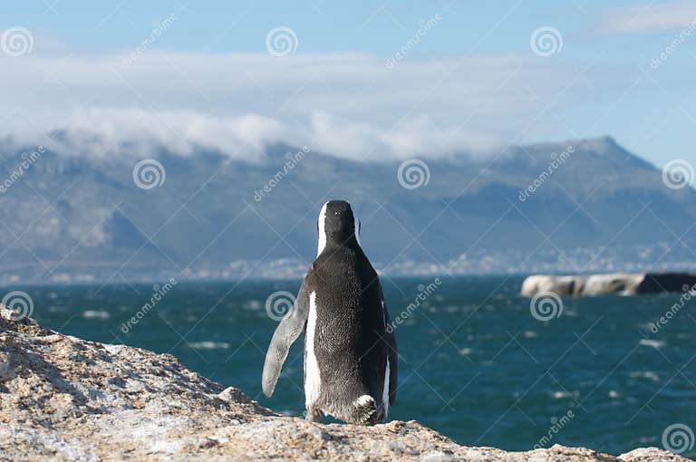 Penguin Watch stock image. Image of destinations, black - 17970783