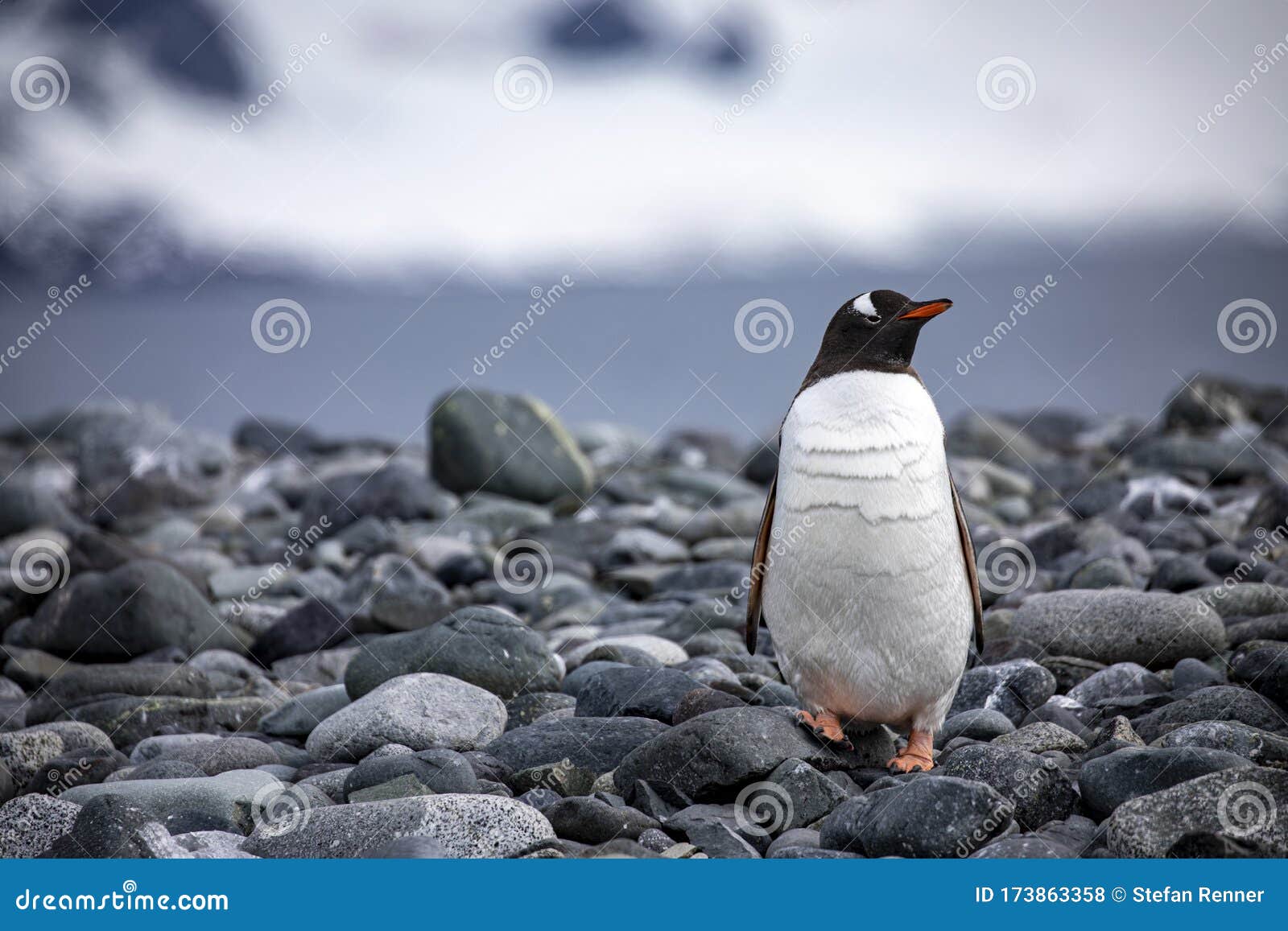 Penguin is watching stock photo. Image of cold, cool - 173863358