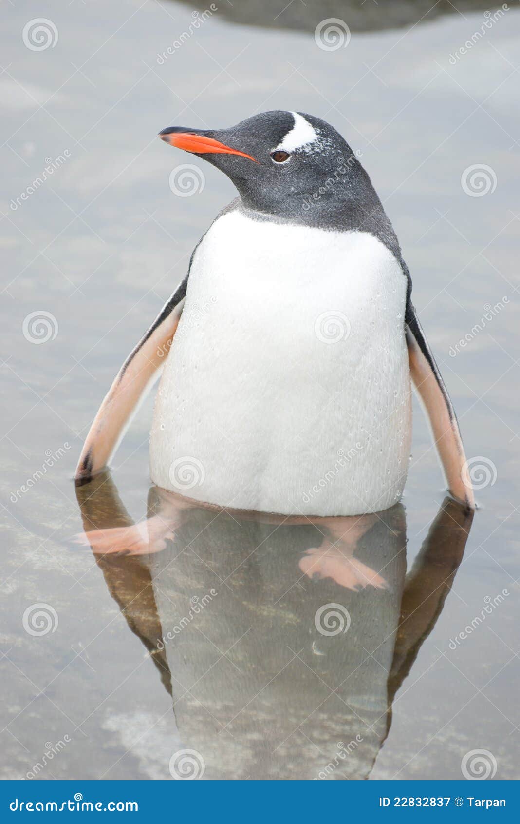Penguin in the water stock image. Image of life, vertebrates - 22832837