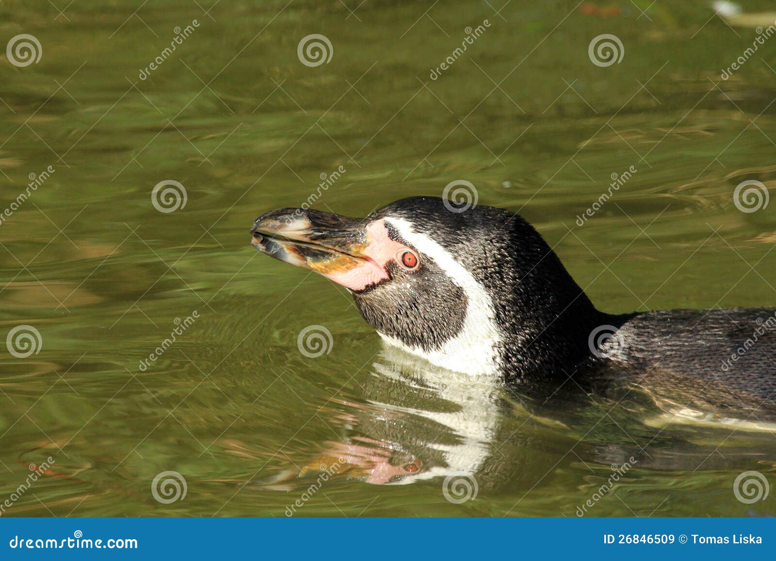 Penguin in water stock image. Image of water, animal - 26846509