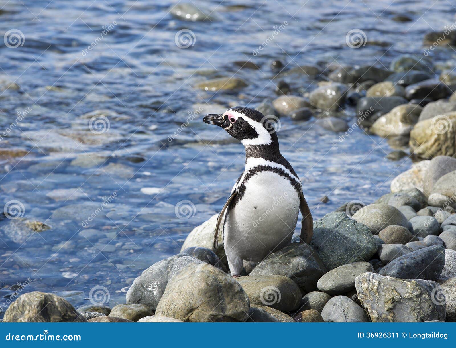 Penguin stock image. Image of antarctic, feather, magellanicus - 36926311
