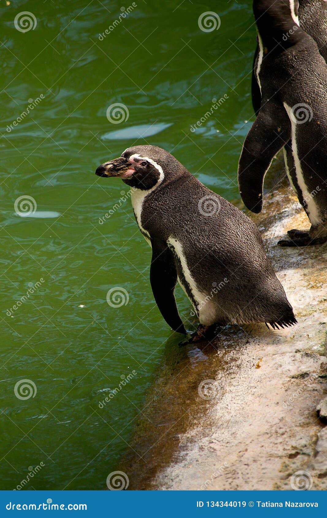 Penguin at the zoo stock image. Image of cute, ocean - 134344019