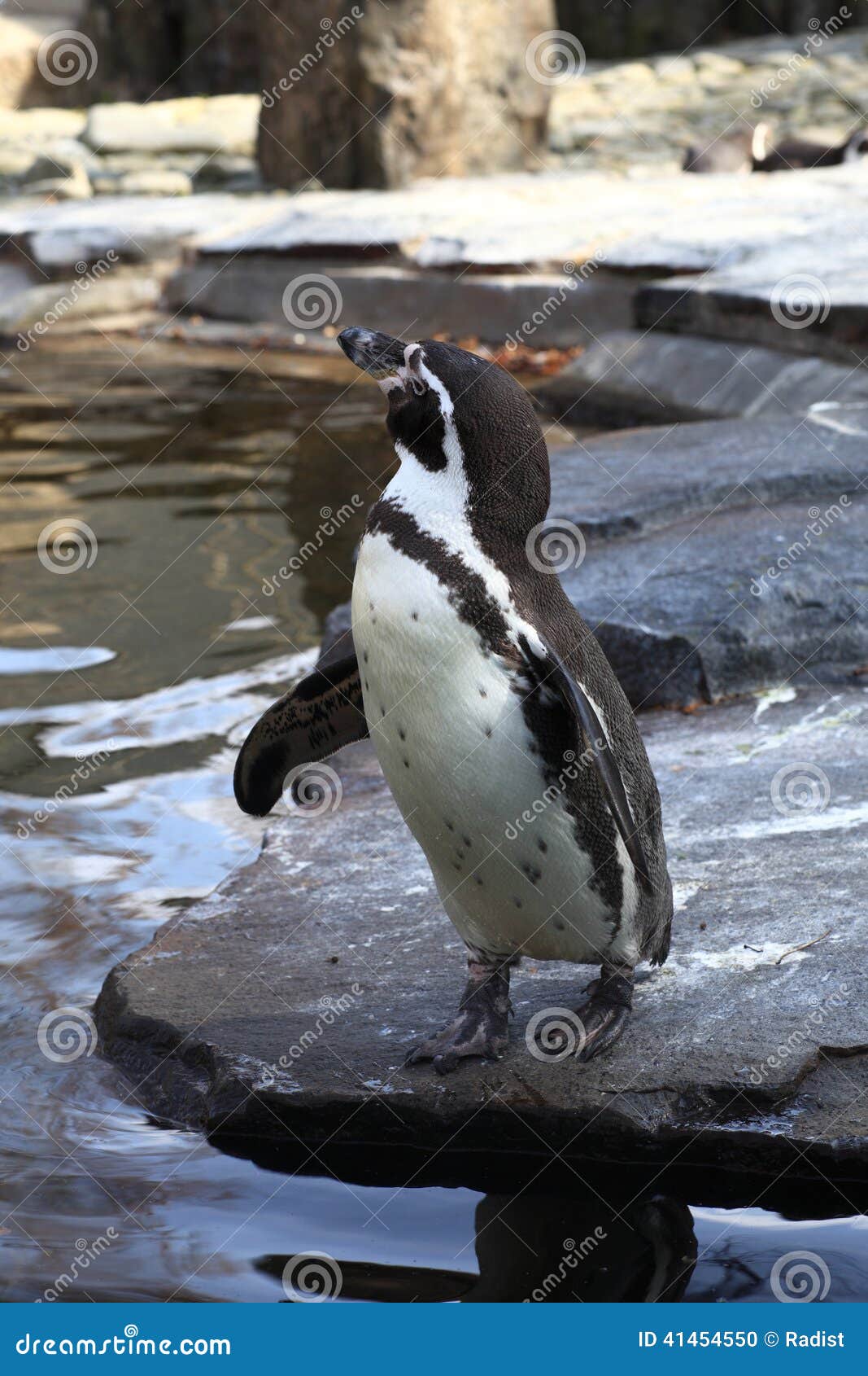 Penguin at zoo stock photo. Image of beak, aquarium, science - 41454550