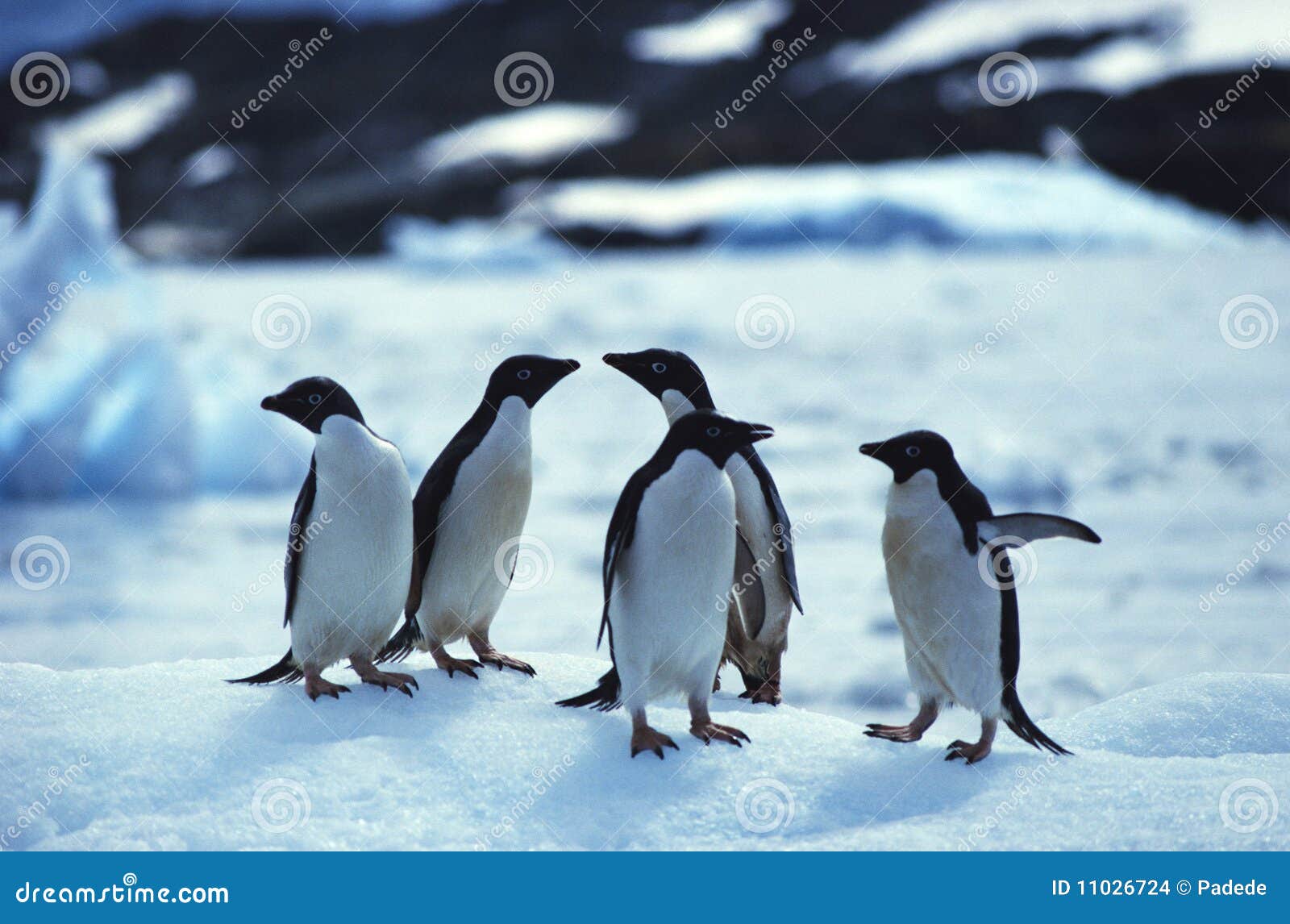 Penguins stock photo. Image of dark, gold, area, extreme - 11026724