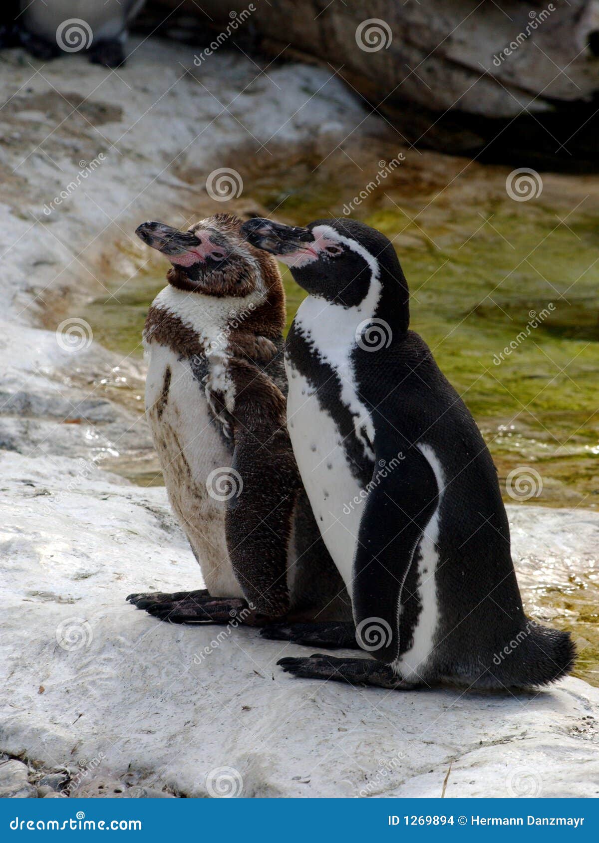 Waddle Pool At A Luxury Beach Resort Stock Photo | CartoonDealer.com ...