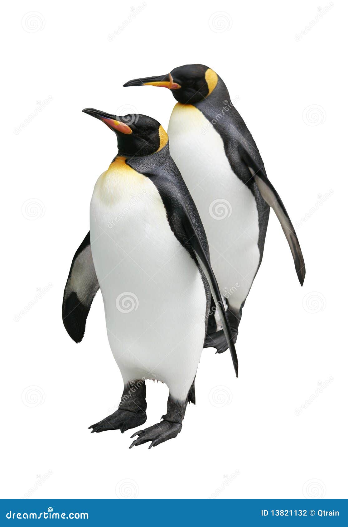 Two Penguins Stock Photo | CartoonDealer.com #48184350