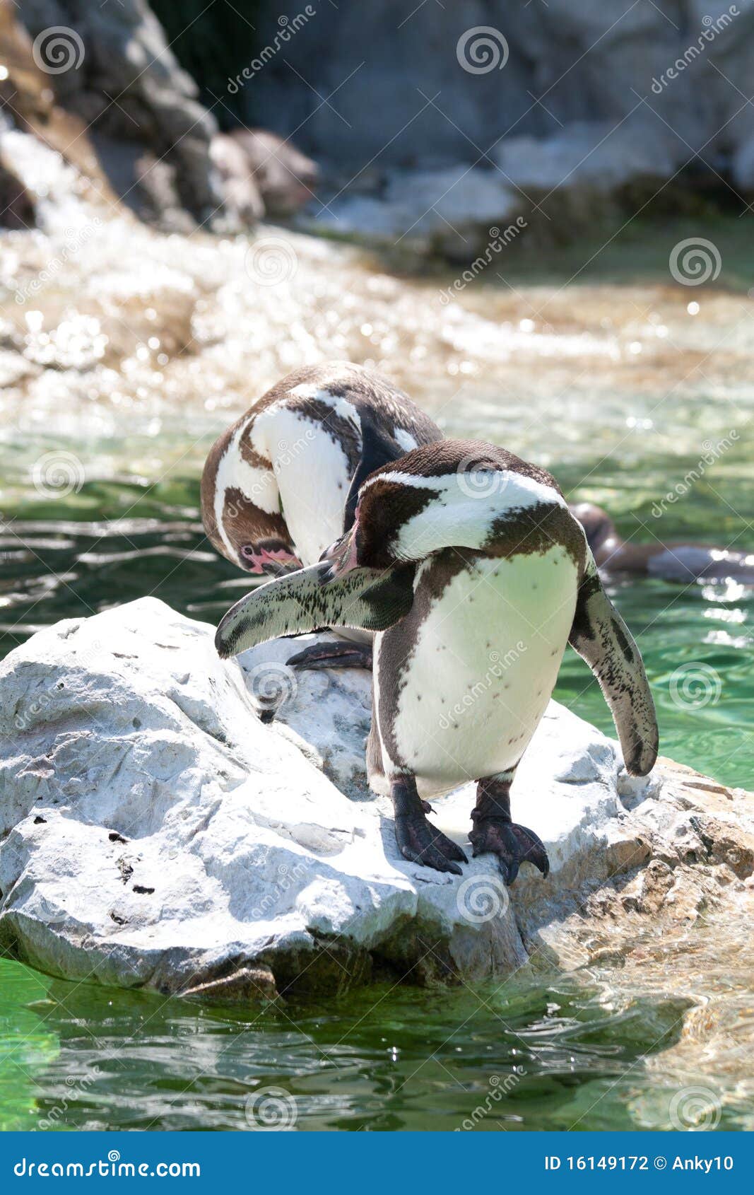 Penguins stock photo. Image of environment, isolated - 16149172