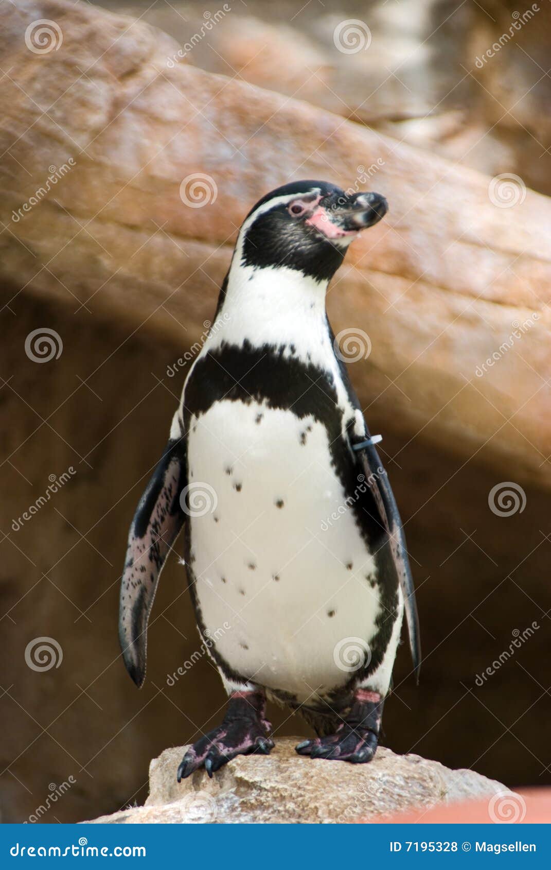 Penguin Webbed Feet