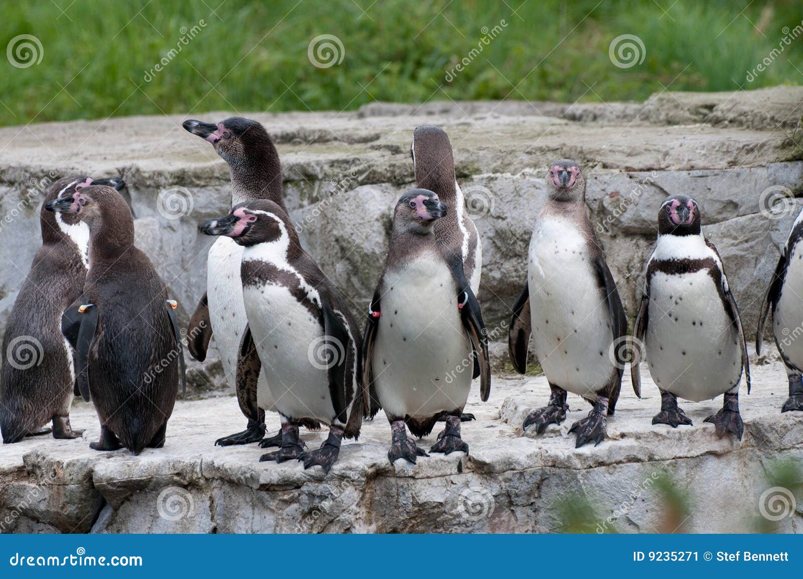 Penguins stock image. Image of fowl, gathering, pair, perform - 9235271
