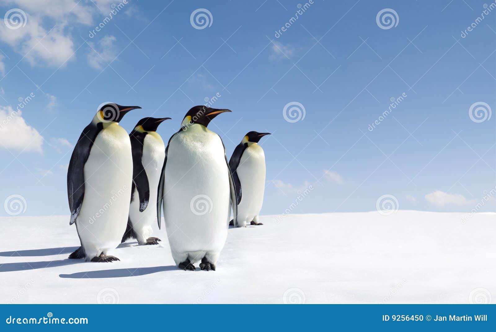Penguins stock photo. Image of wildlife, bird, birds, snow - 9256450