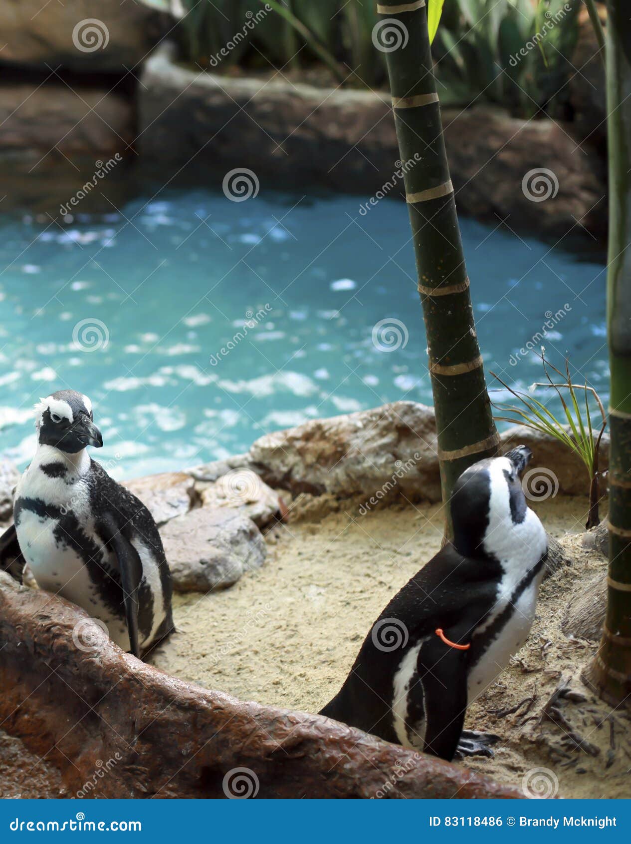 Penguins stock photo. Image of loud, birdlife, black - 83118486