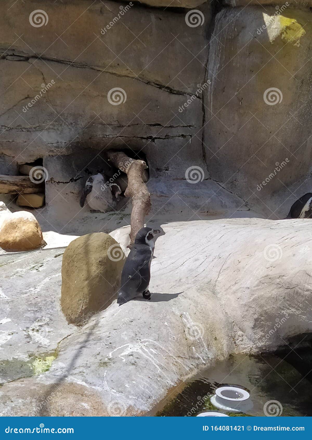 Penguins stock image. Image of penguins, animal, small - 164081421