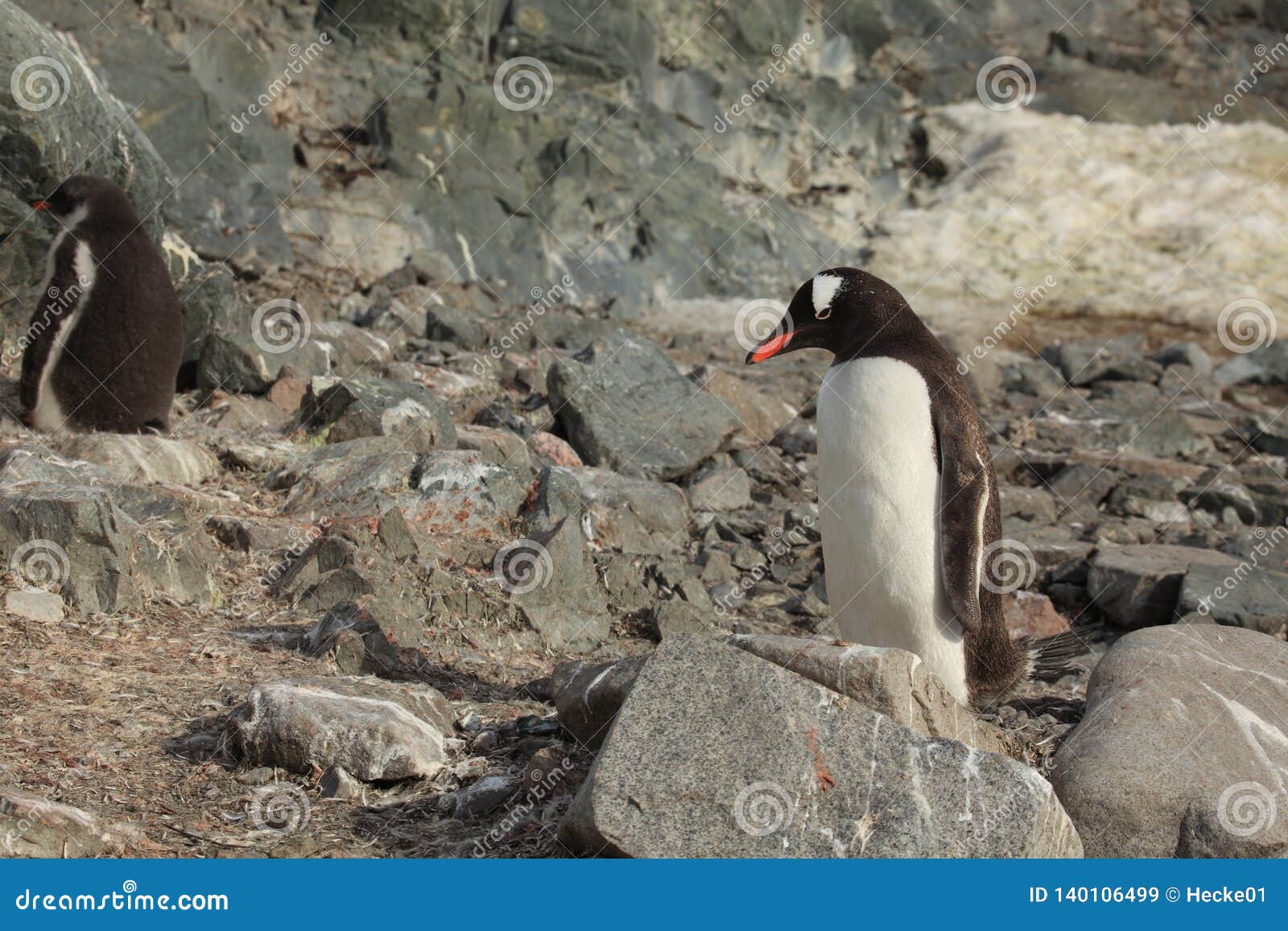 The Penguins of Antarctica stock image. Image of landscape - 140106499