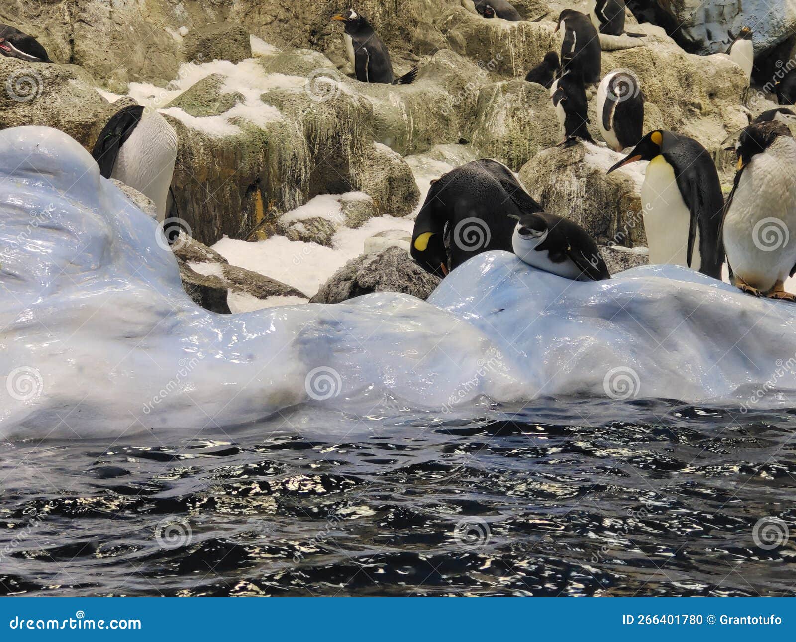 Penguins in the Antartic Ocean Stock Photo - Image of seabird, beak ...