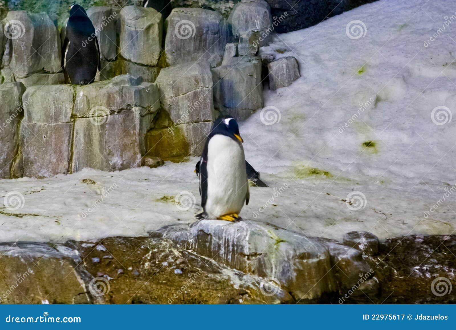 Penguins in an aquarium stock image. Image of animal - 22975617