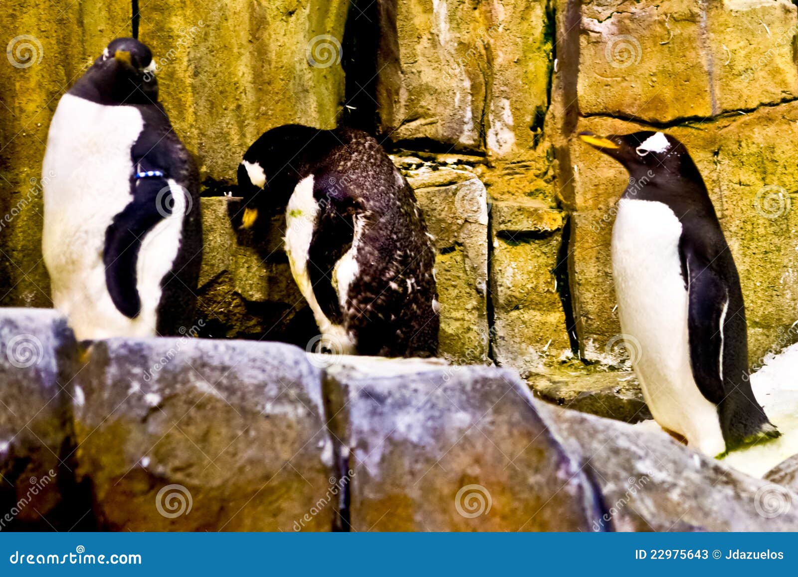 Penguins in an aquarium stock image. Image of cold, flipper - 22975643