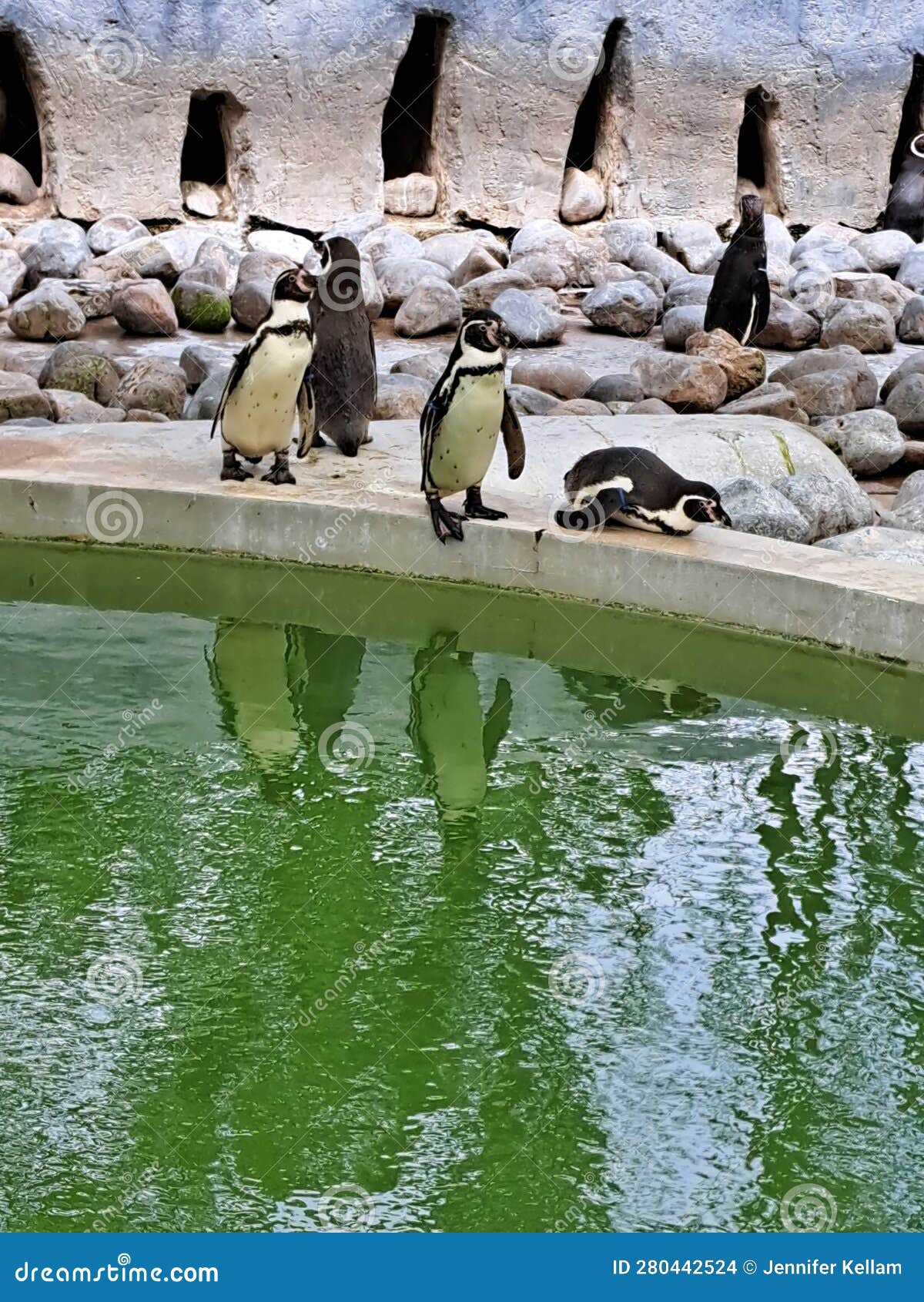 Close up of Penguins stock photo. Image of animal, stream - 280442524