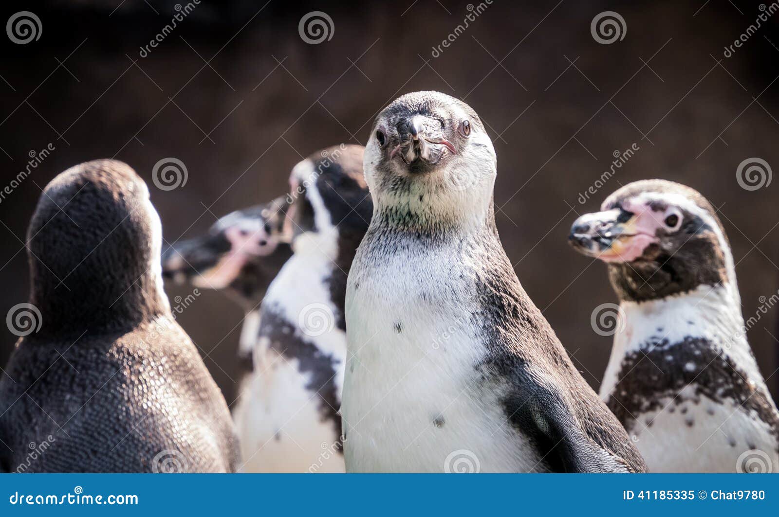 Penguins as a team stock image. Image of metaphor, think - 41185335