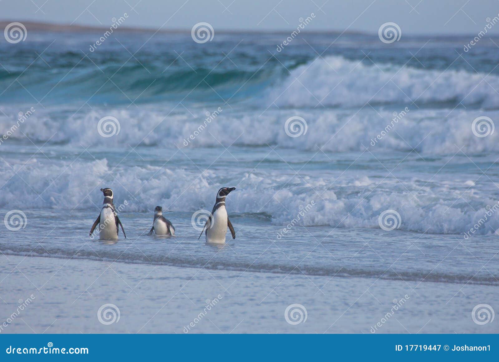 Penguins on the Beach stock image. Image of horizontal - 17719447