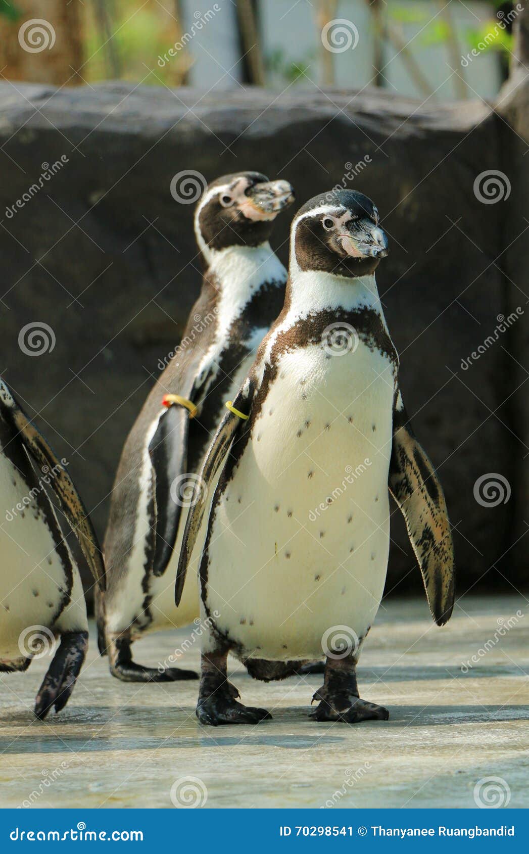 Penguins stock image. Image of penguin, animal, fauna - 70298541
