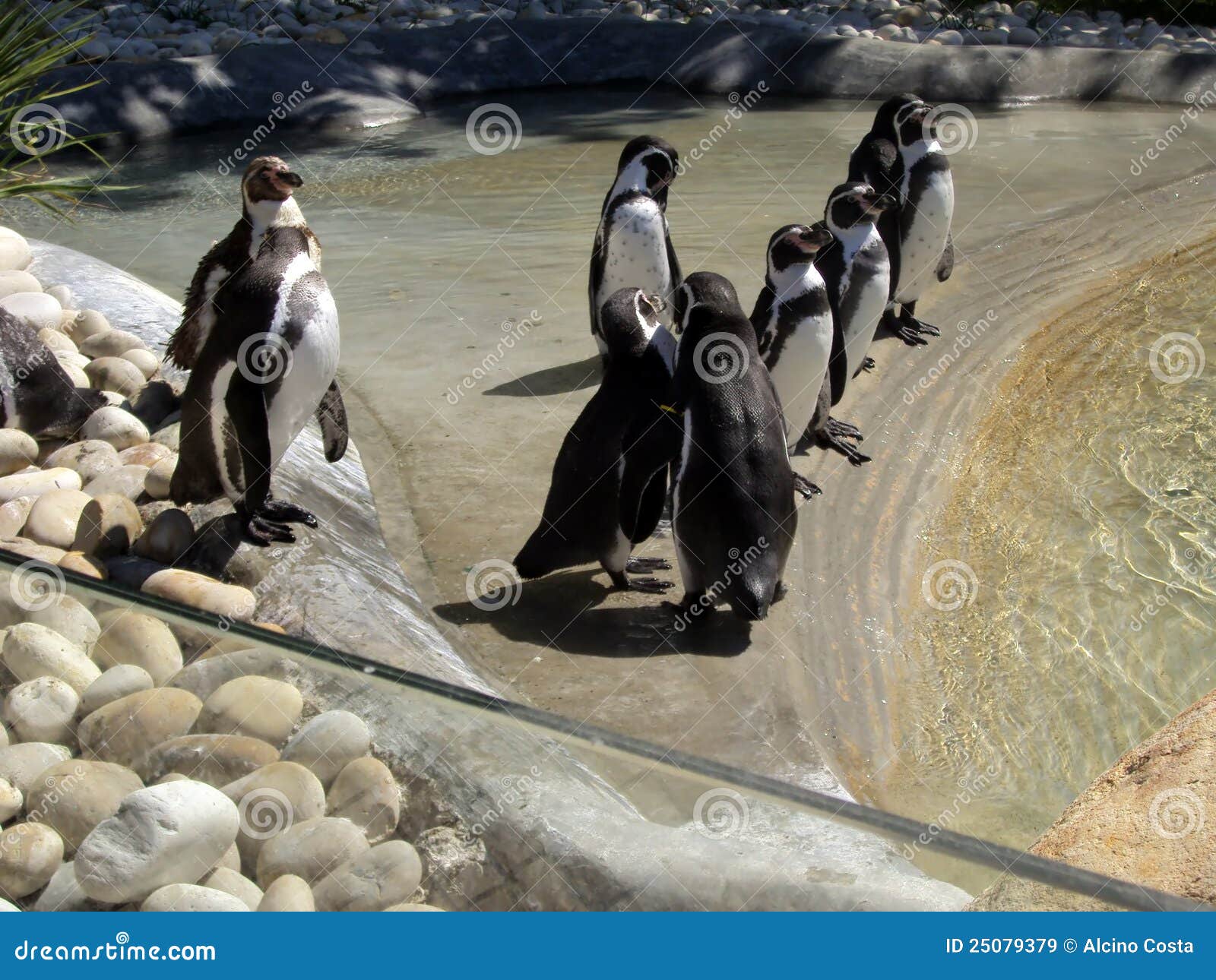 Penguins in Captivity stock image. Image of black, animals - 25079379
