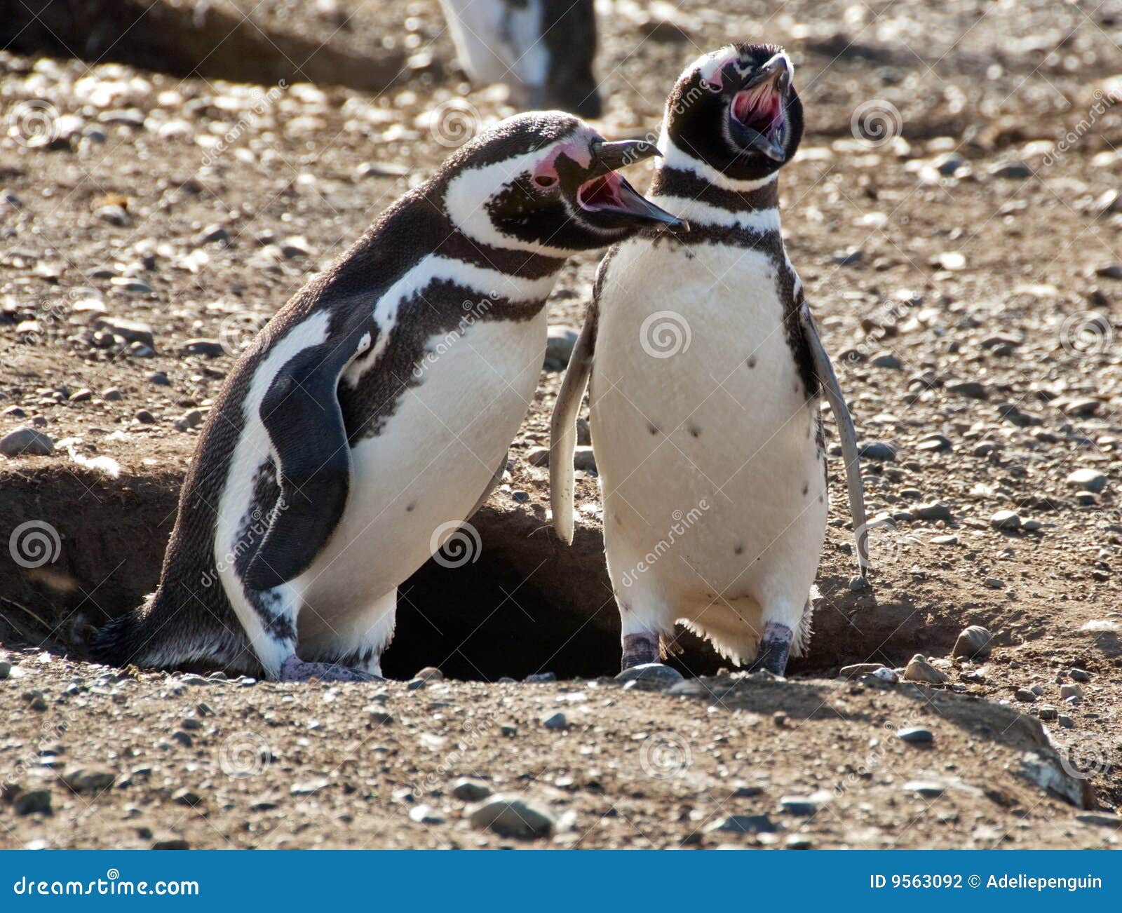 Penguins in Chile stock photo. Image of remote, punta - 9563092