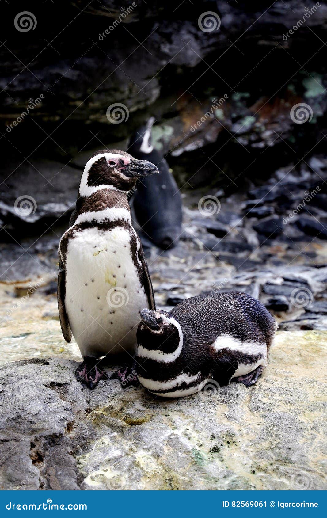Penguins stock image. Image of cold, cliff, penguins - 82569061