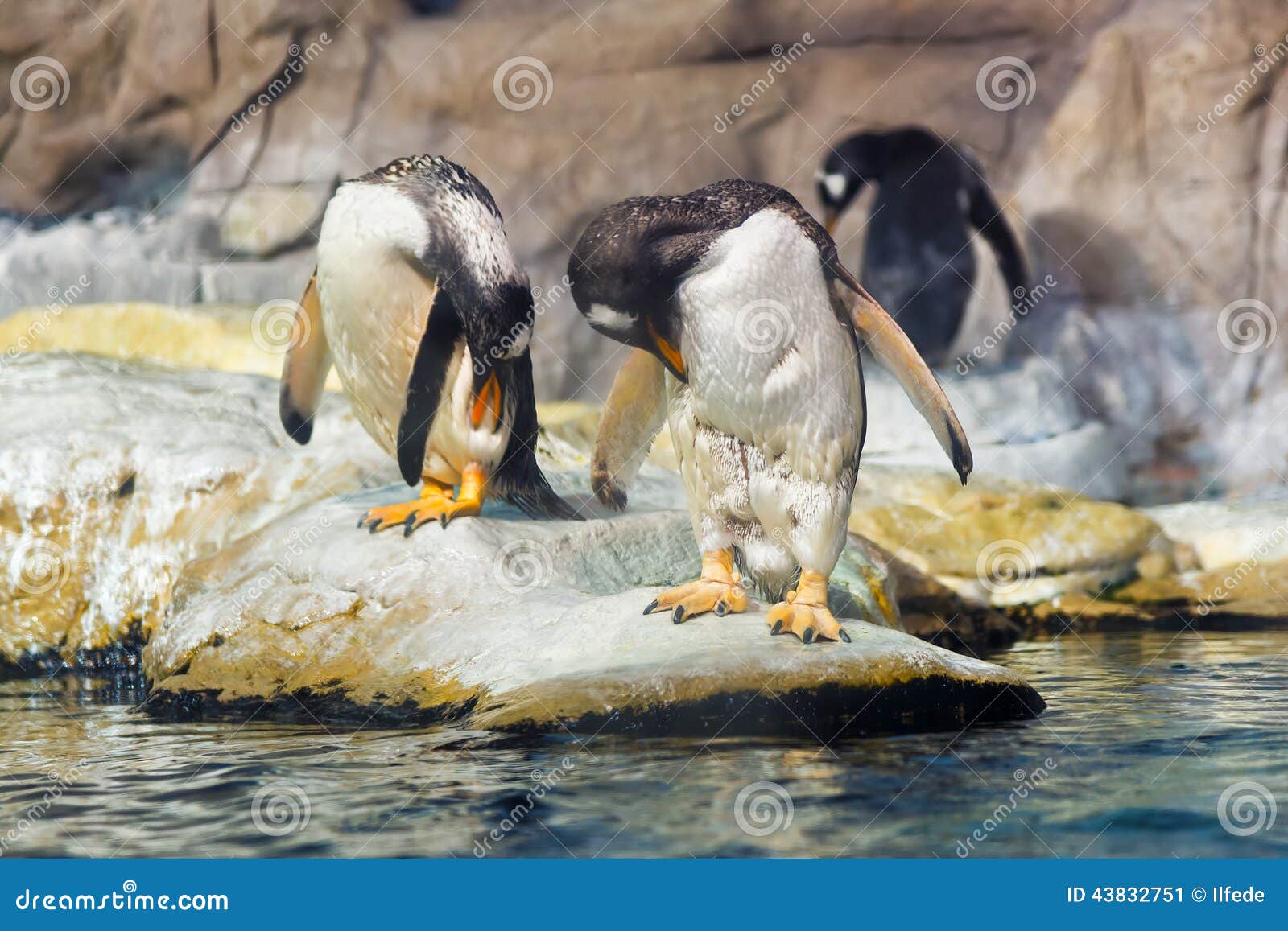 Penguins stock image. Image of animal, bird, cleaning - 43832751