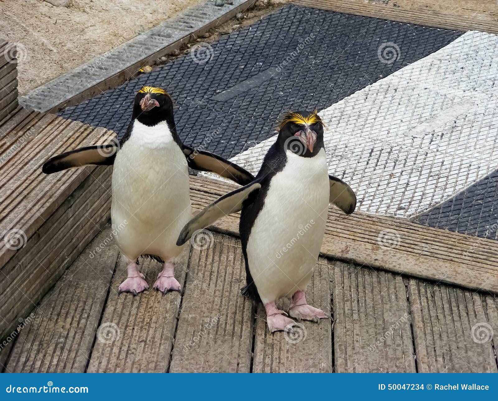 Penguins crossing stock photo. Image of animal, crossing - 50047234