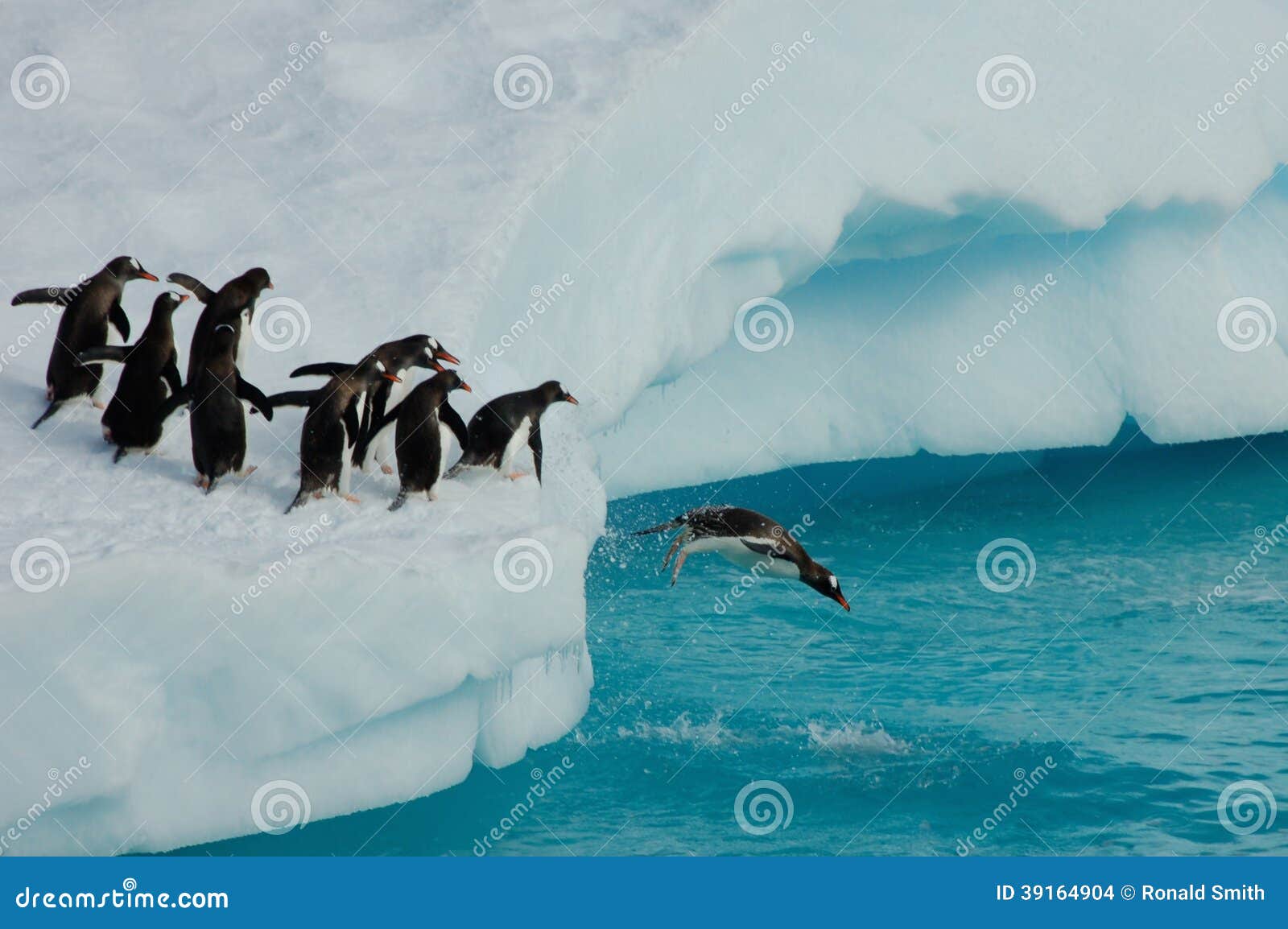 Penguins diving stock photo. Image of pole, birds, antarctic - 39164904