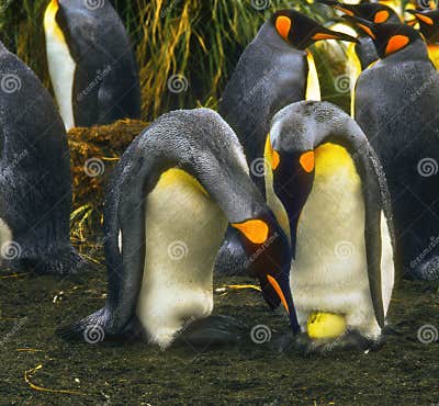 Penguins with Egg stock image. Image of female, penguin - 17606713