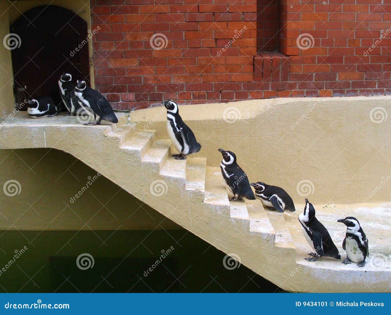 Penguins go home stock image. Image of europe, penguins - 9434101