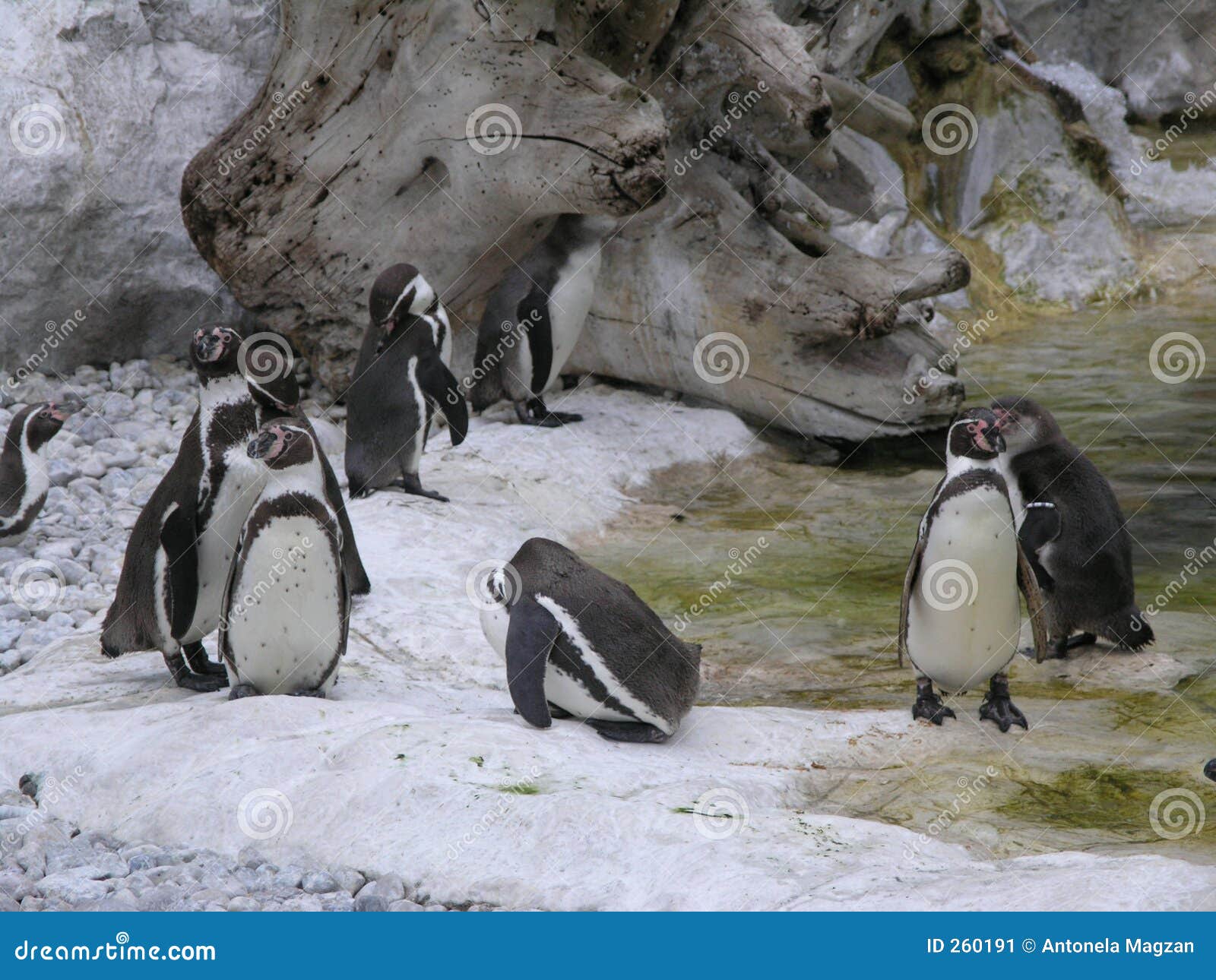 Penguins group 1 stock image. Image of exhibit, black, penguins - 260191