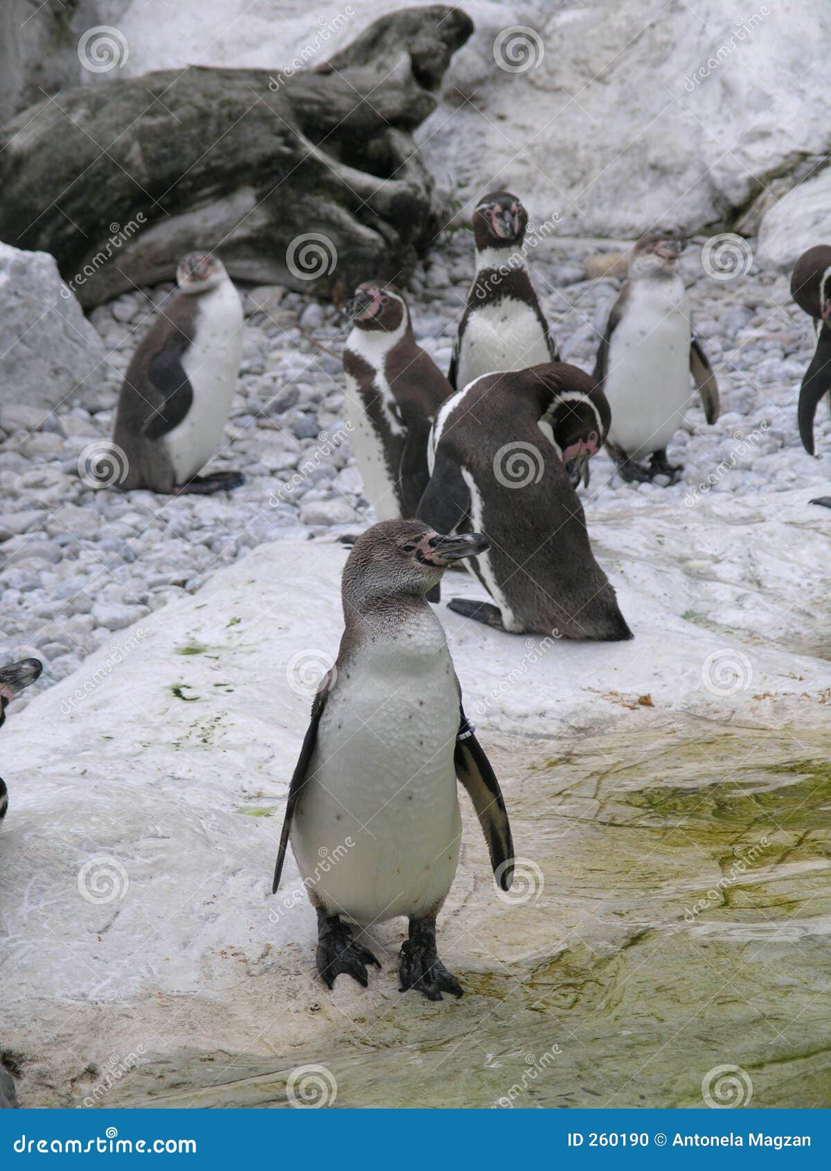 9,680 Penguins Group Stock Photos - Free & Royalty-Free Stock Photos ...