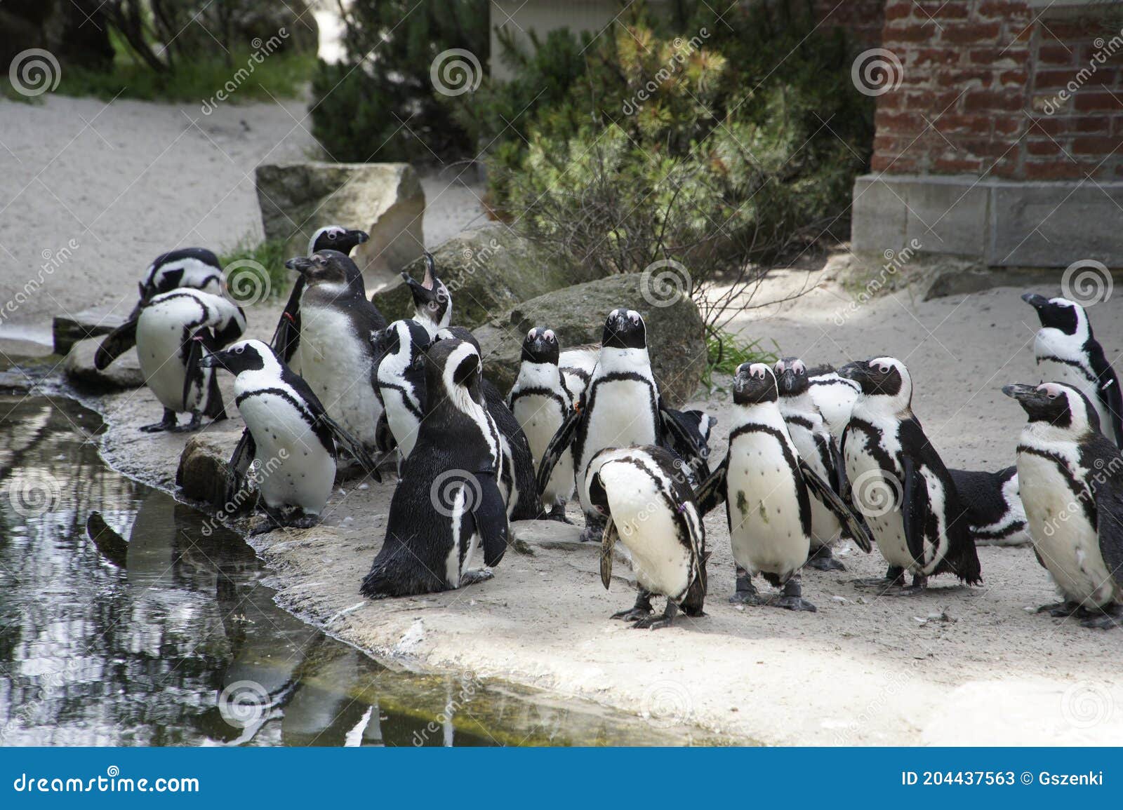Penguins are in a Group, Going To the Water Pool, it& X27;s Quite ...