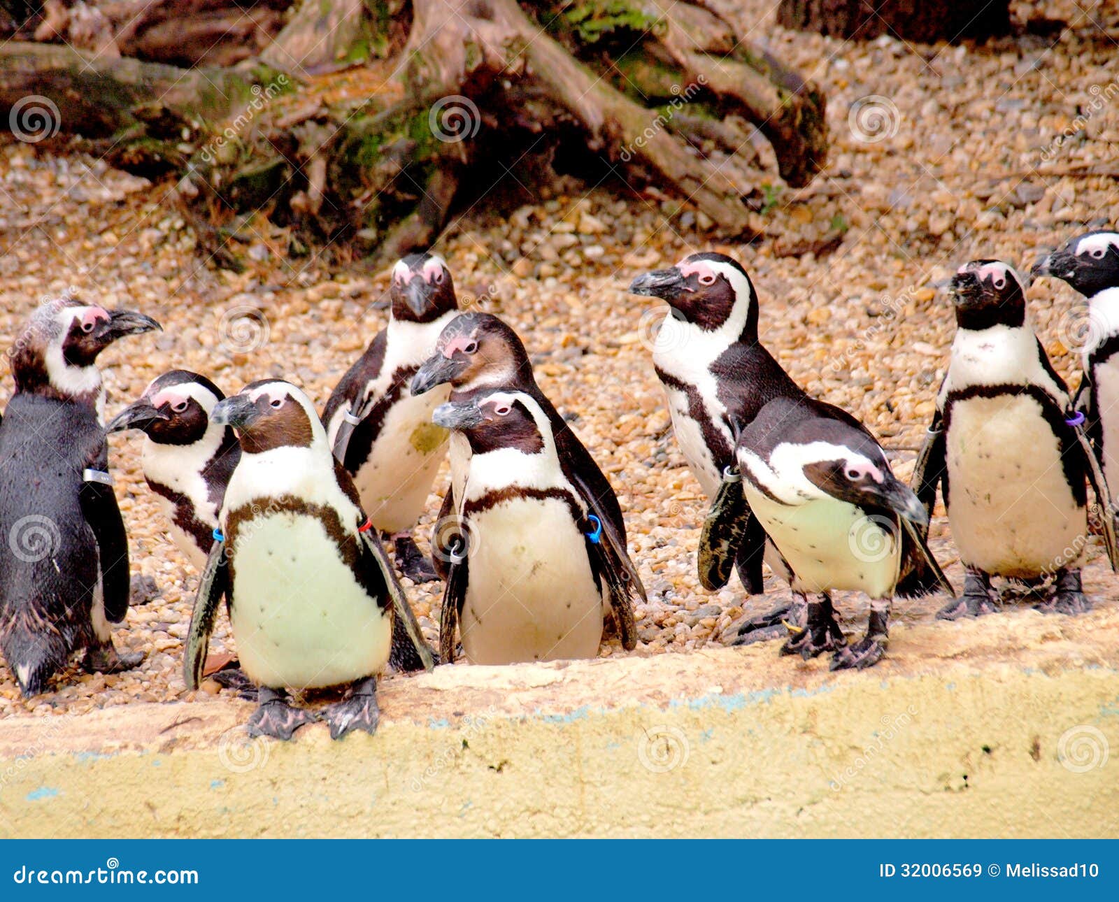 Penguins stock image. Image of rock, life, conservation - 32006569