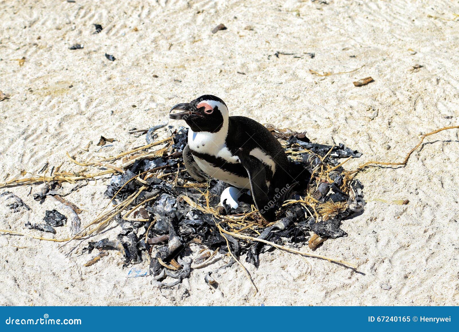 The penguins are hatching stock image. Image of smile - 67240165