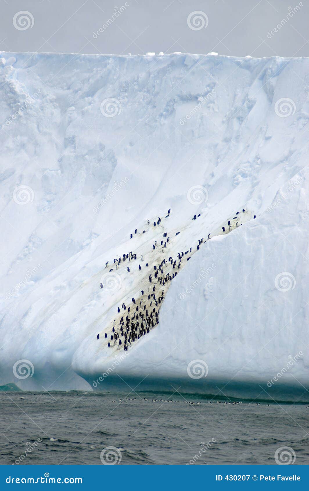 Penguins on Iceberg stock image. Image of frost, herd, south - 430207
