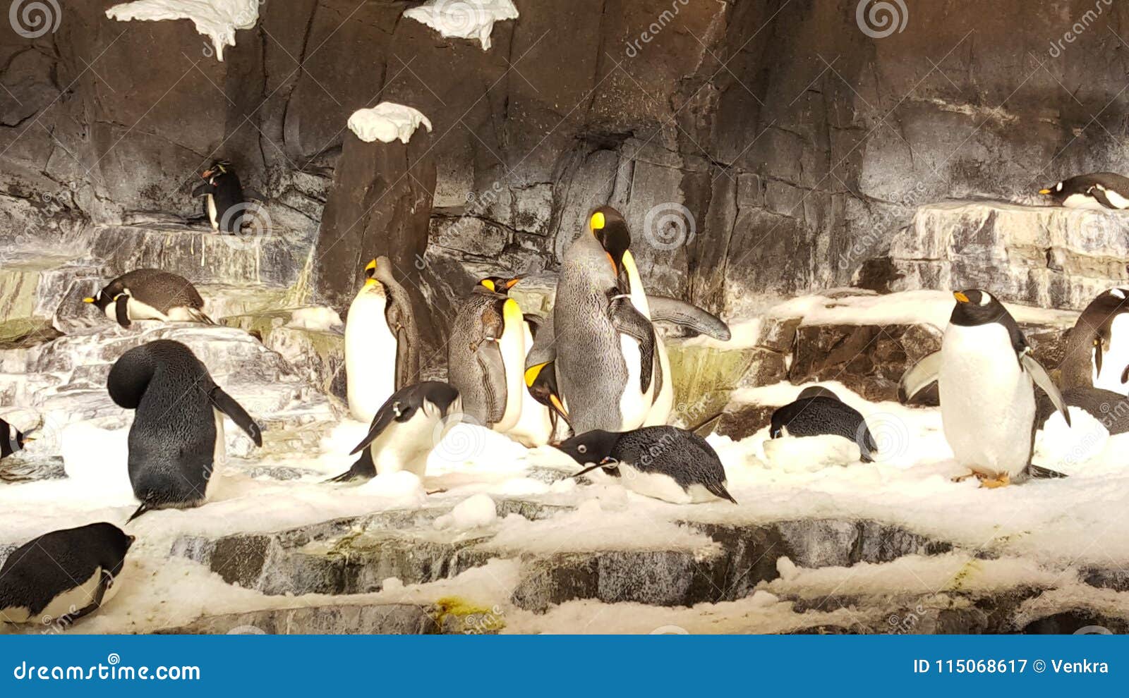 Penguins Inside Disney World Stock Image - Image of world, florida ...