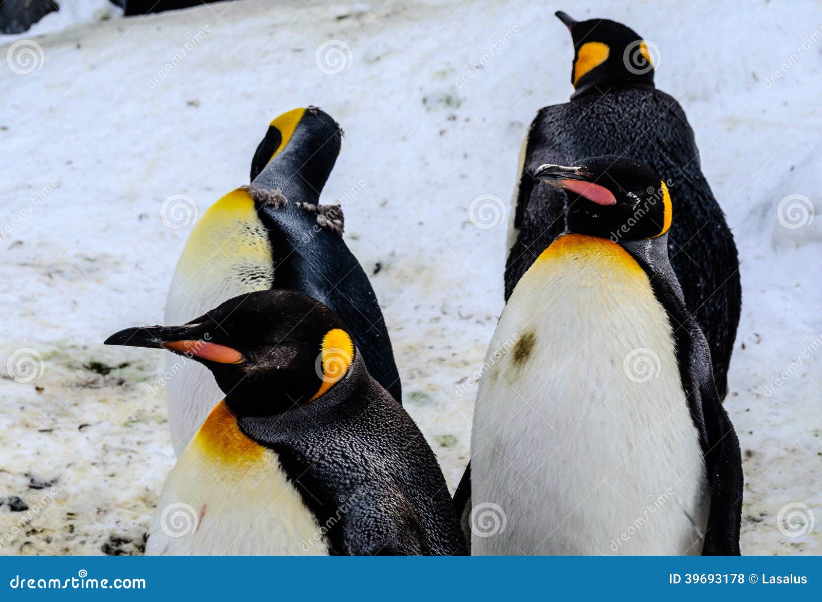 Penguins in Japan Zoo stock photo. Image of stunning - 39693178