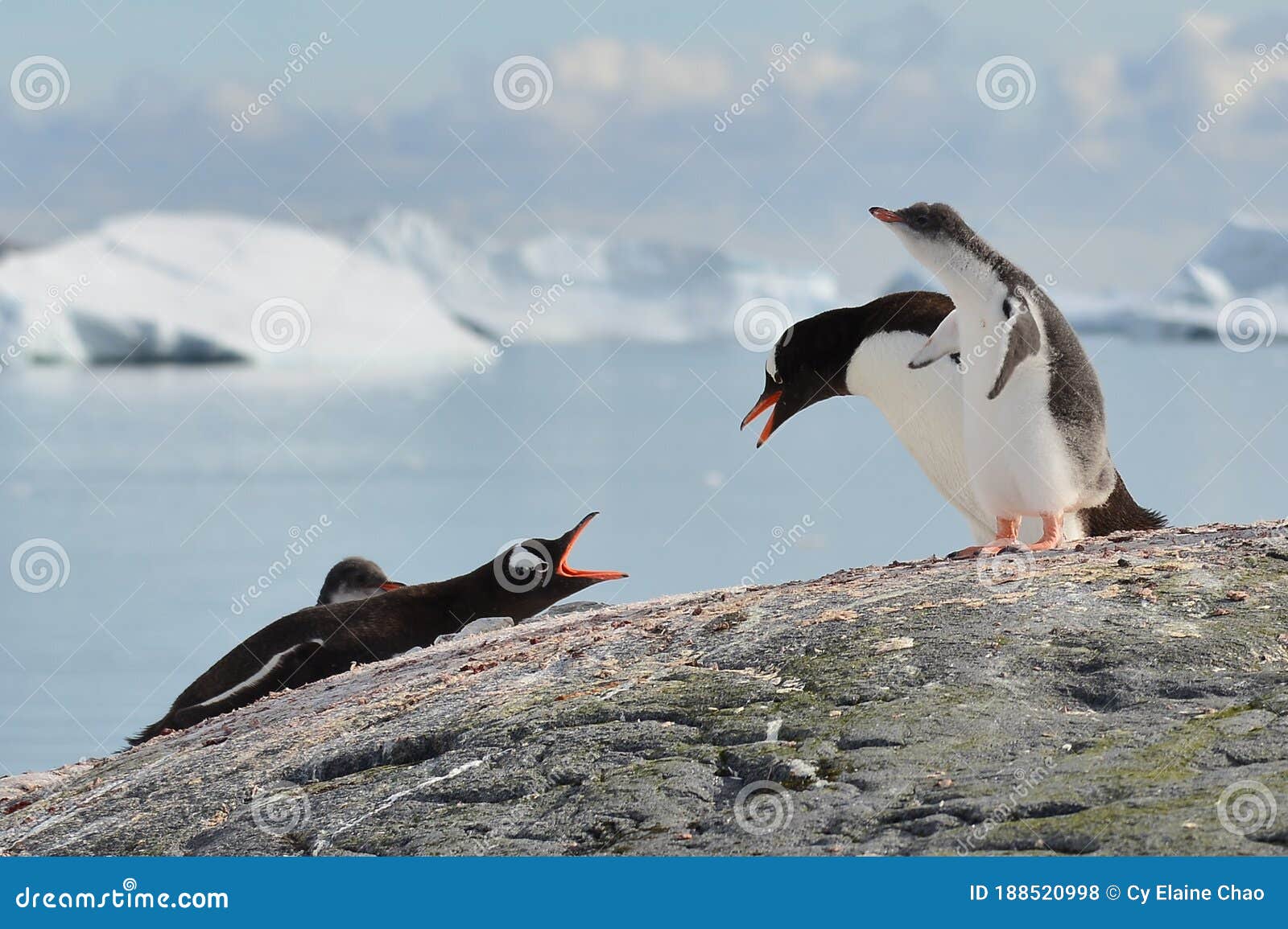 Penguins keep talking stock photo. Image of group, bird - 188520998