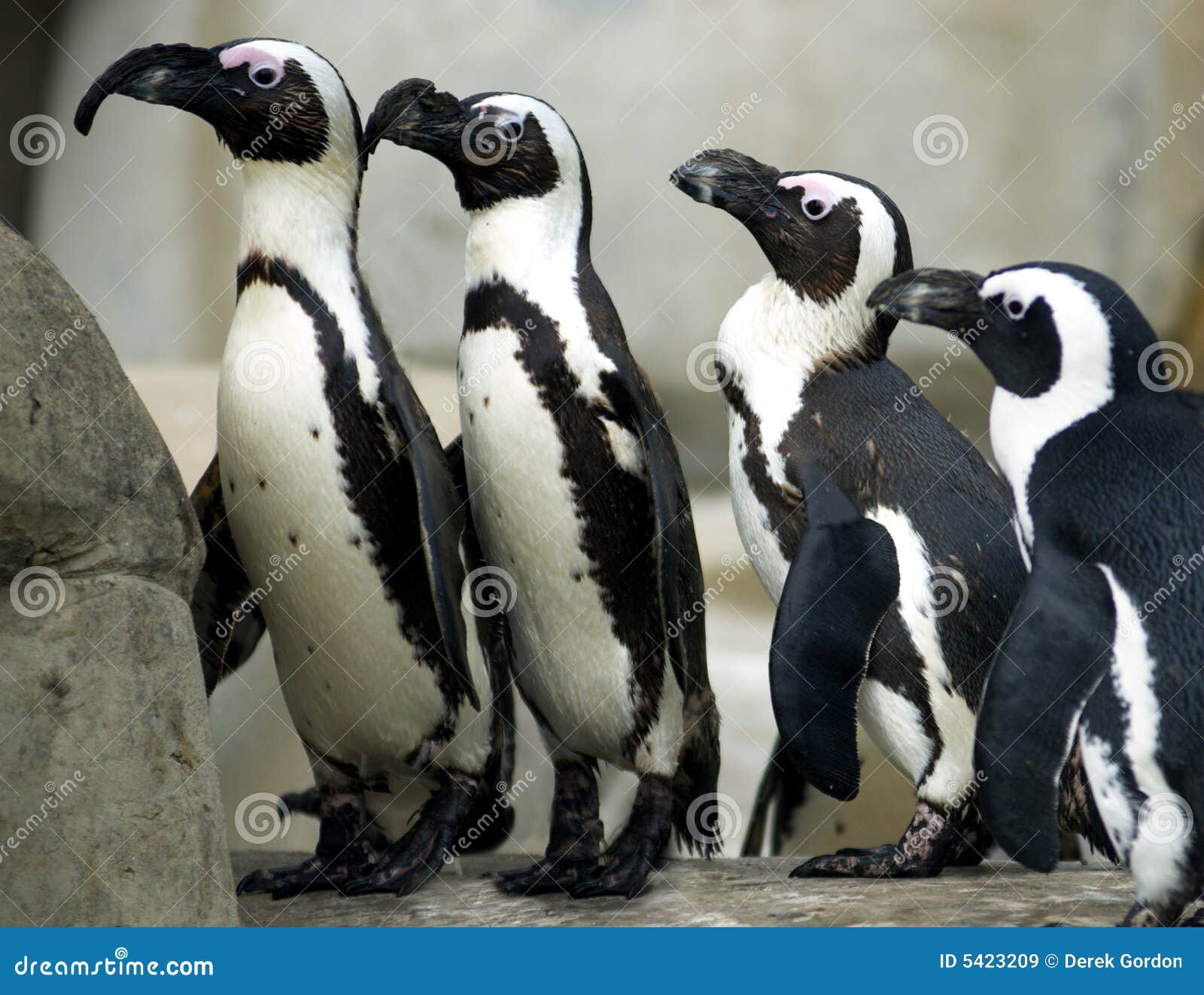 Penguins in a Line stock image. Image of order, feathers - 5423209
